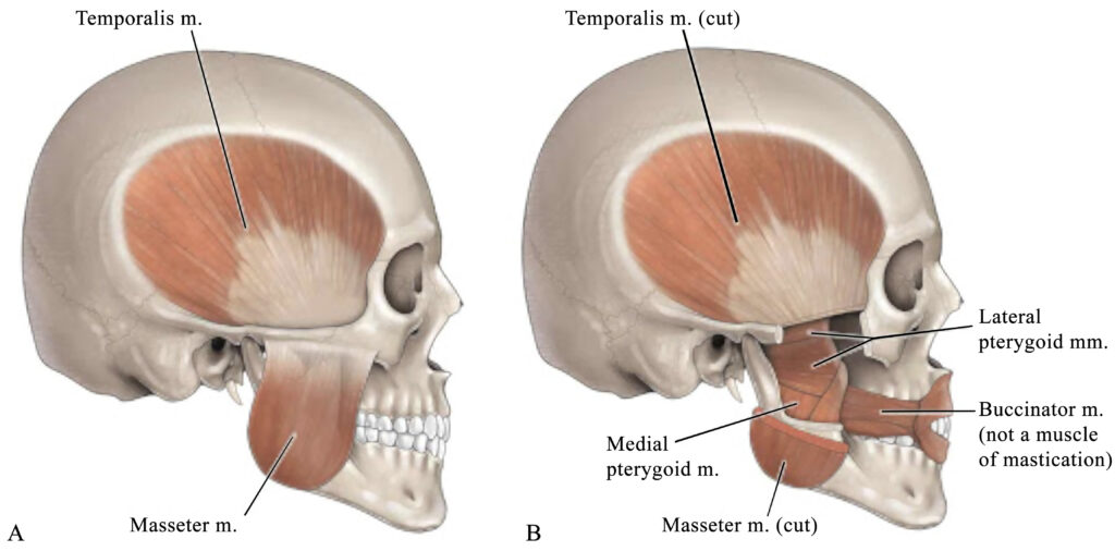 Occlusal (Bite) Correction | Aria Dental